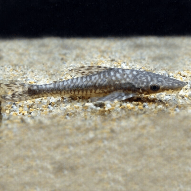 Hypoptopoma thoracatum – Flathead Dwarf Sucker | South American Catfish ...