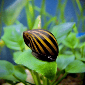 Snail - AquaTropics