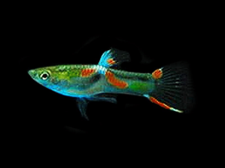 10 X Neon Dwarf Guppy Males - Poecilia Reticulata X Wingei - Livebearer ...