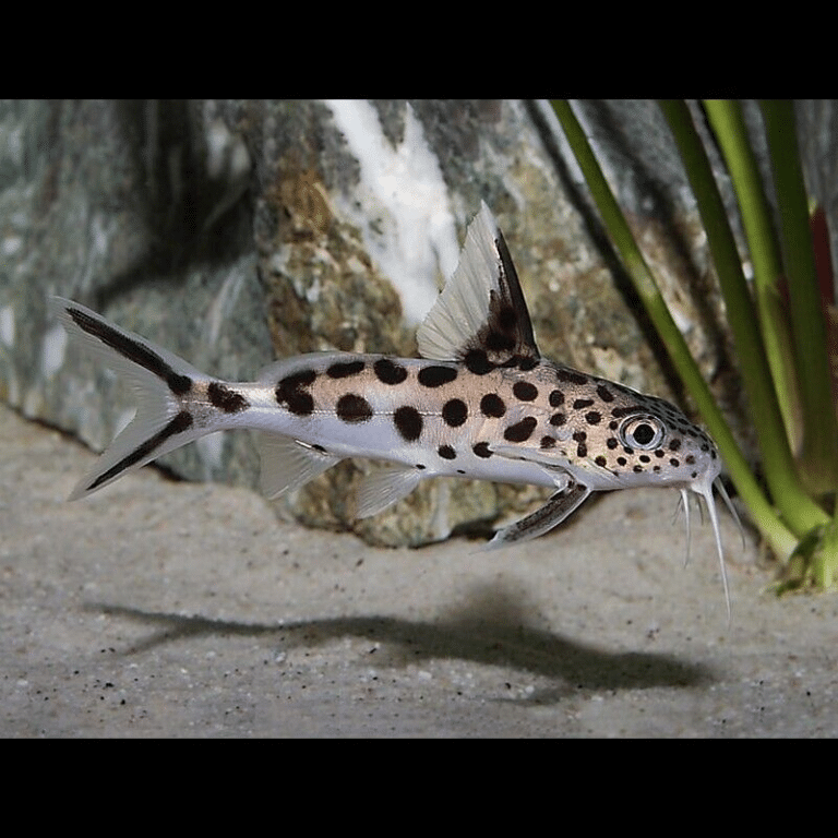 African Catfish - AquaTropics