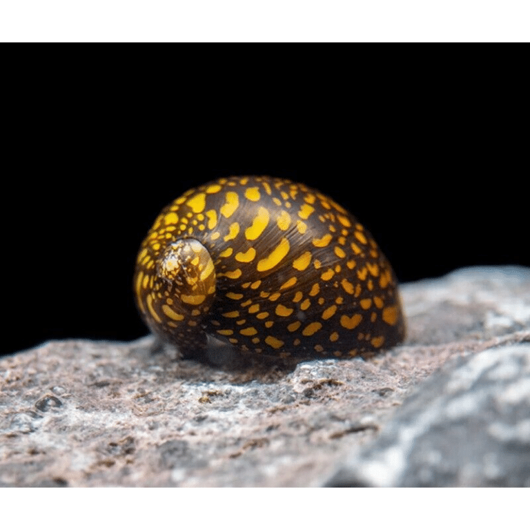 Snail - AquaTropics