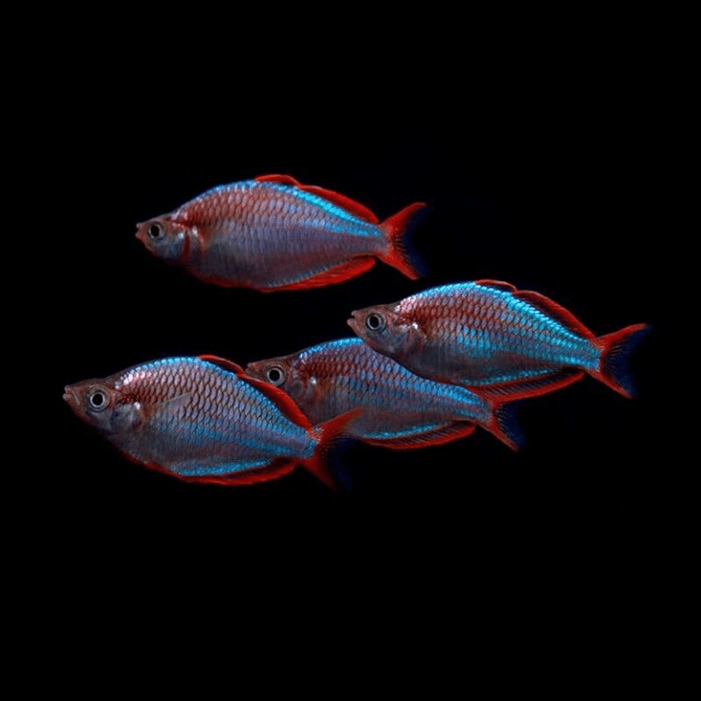 10 X Neon Dwarf Rainbowfish - Diamond Rainbowfish - Melanotaenia ...