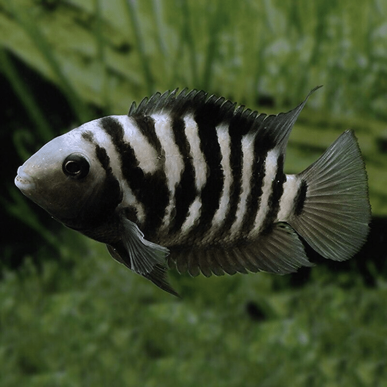 OB Convict Cichlid – Amatitlania Nigrofasciata – Zebra Cichlid | Buy ...
