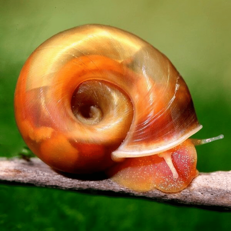 Snail - AquaTropics