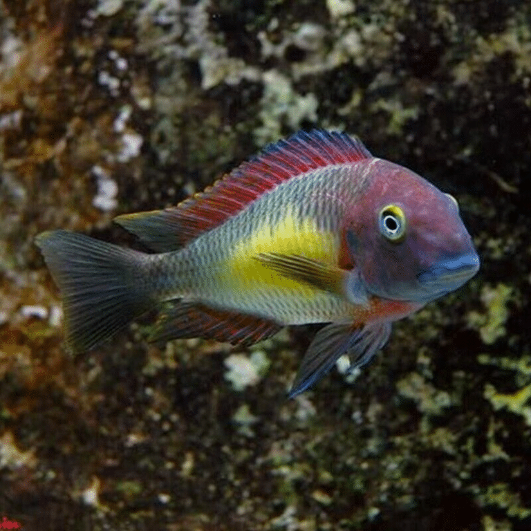 Red Rainbow Blunthead Cichlid – Tropheus Moorii «Red Rainbow ...