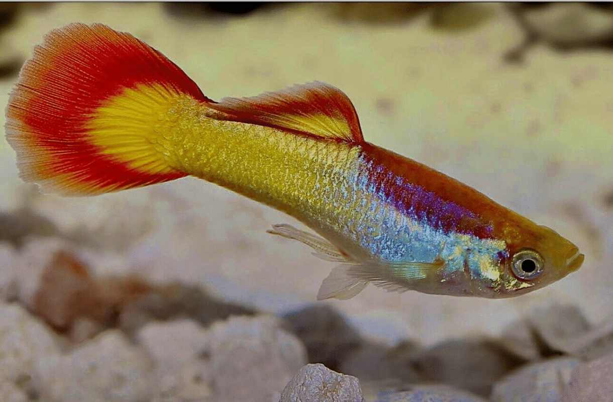German Sunset Male Guppy – Randomly Selected – Poecilia Reticulata ...