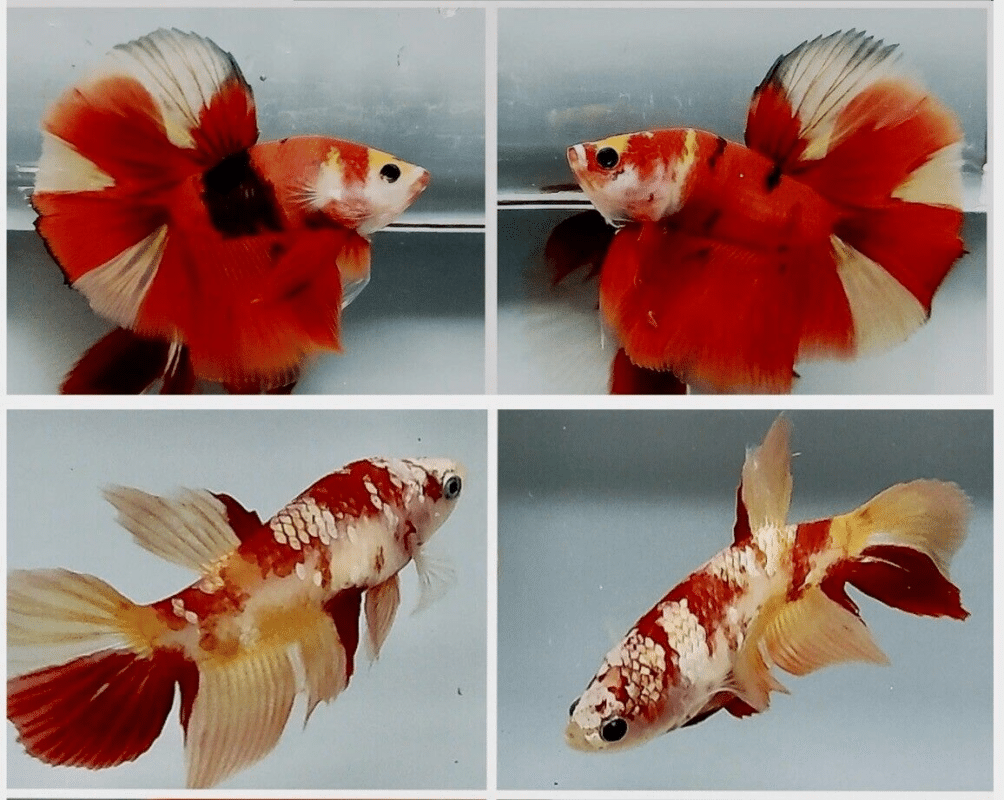 Halfmoon Nemo Betta Breeding Pair – 1 Male & 1 Female – Betta Splendens ...