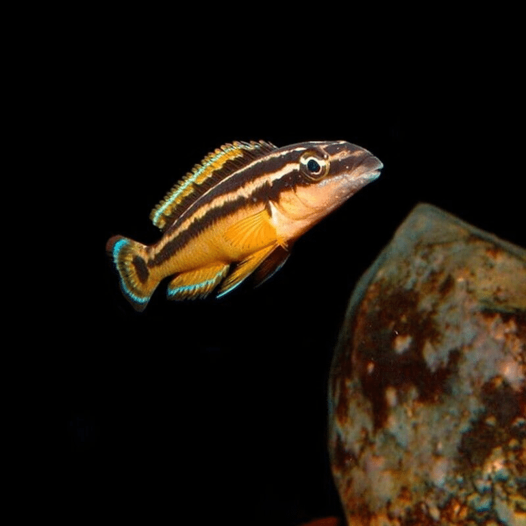 Golden Julie - Julidochromis Ornatus - Lake Tanganyika Cichlid - Bright ...
