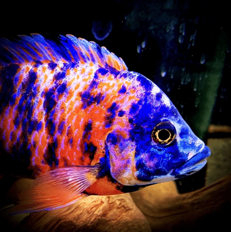 Neon Red Calico Peacock Cichlid – Aulonocara sp. | Buy Online | Aquatropics