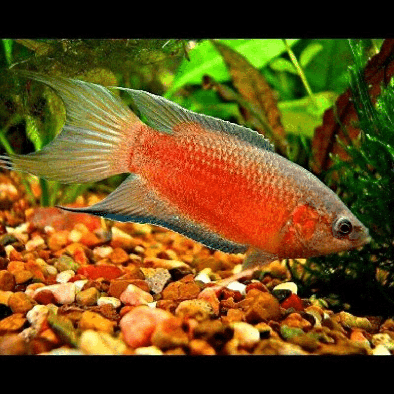10 X Red Paradise Fish - Macropodus Opercularis «Red» - Labyrinth Fish ...