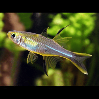 10 X Celebes Rainbowfish - Celebes Sailfish - Marosatherina Ladigesi ...