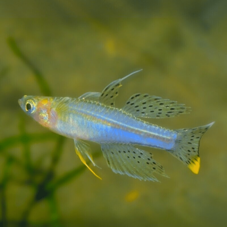 Paska'S Blue-Eye - Pseudomugil Paskai - Rainbowfish | Buy Online ...