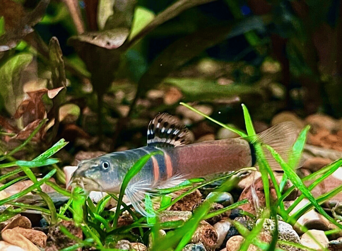 Schistura Balteata Sumo Loach Schistura Cf. Balteata Tropical Fish ...