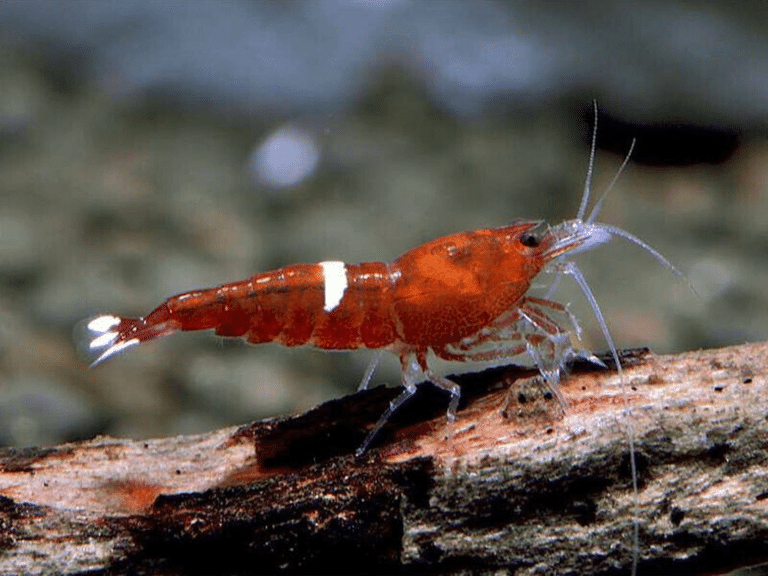 Red Ruby Shrimp - Caridina Cantonensis - Taiwan Bee - Invertebrate ...