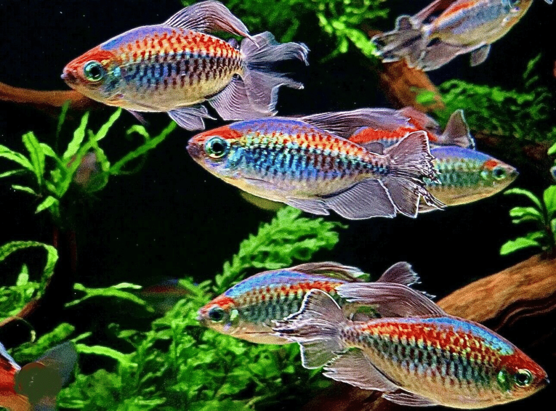 CONGO TETRA LIVE TROPICAL FISH AQUARIUM TANK PLANT, Best Tropical Fish ...