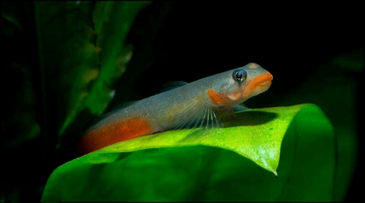 Red Lipstick Goby – Sicyopus Jonklaasi – Sri Lanka Goby | Buy Online ...