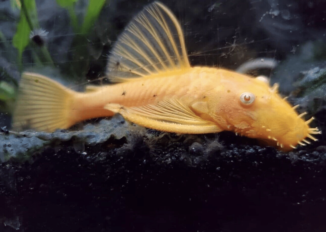 Golden Bristlenose Pleco 3 Cm Ancistrus Spec South American Catfish ...