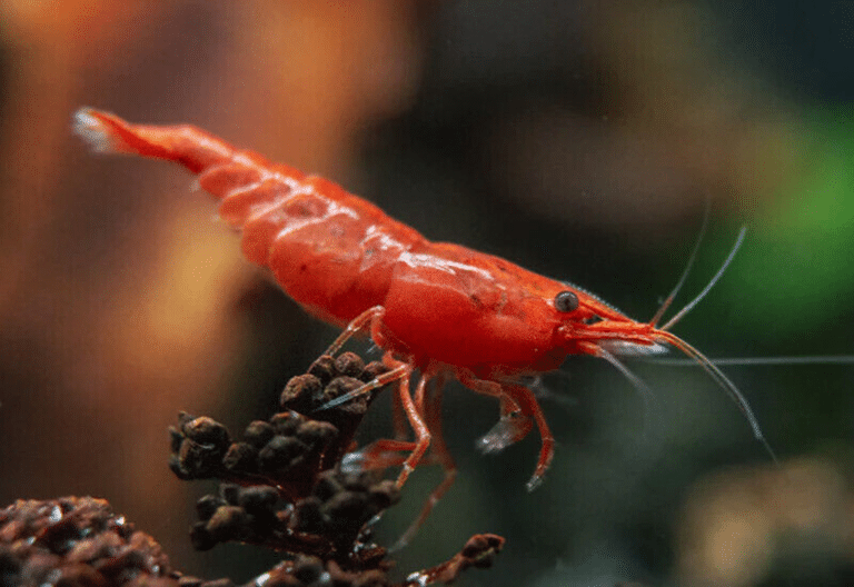 Fire Red Cherry Shrimp - Neocaridina Davidi - Aquatic Invertebrate ...