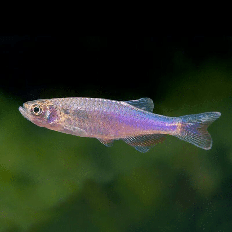 Danios - AquaTropics