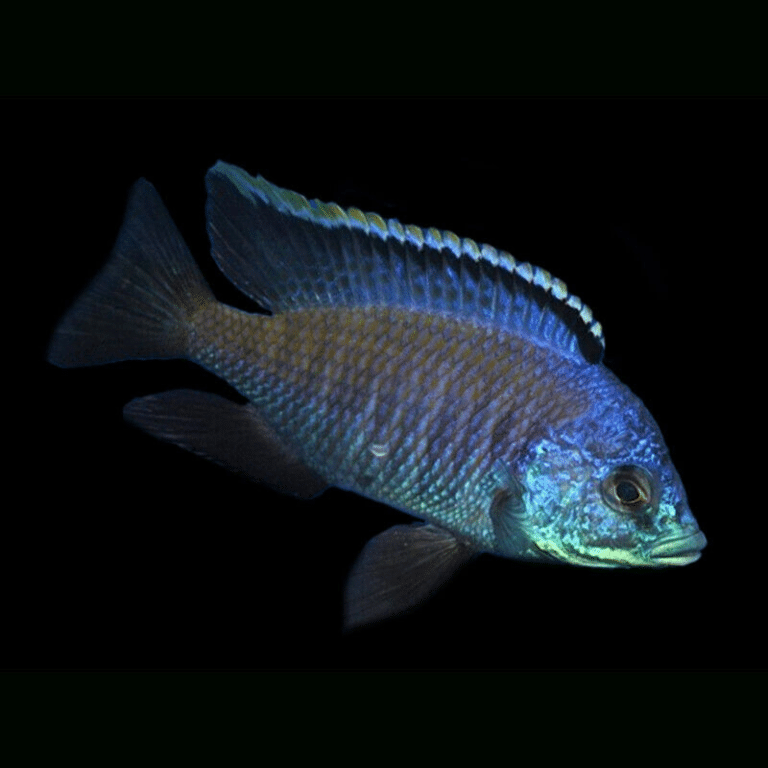 Placidochromis sp. 'Blue Otter' – Blue Otter Cichlid | Lake Malawi ...