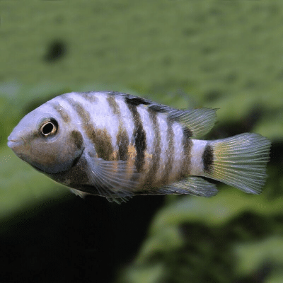 South American Cichlids - AquaTropics