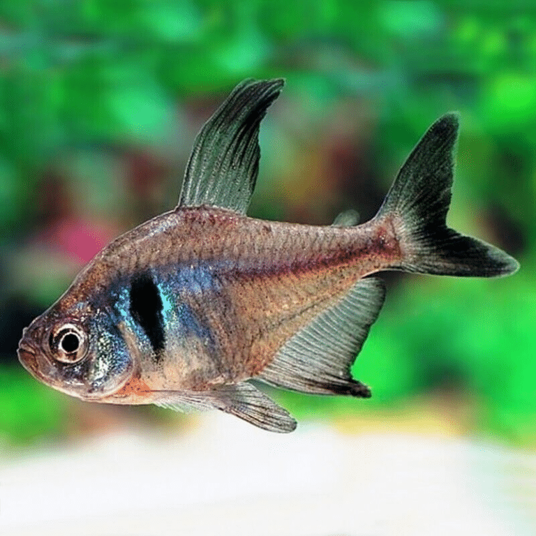 Fish - AquaTropics