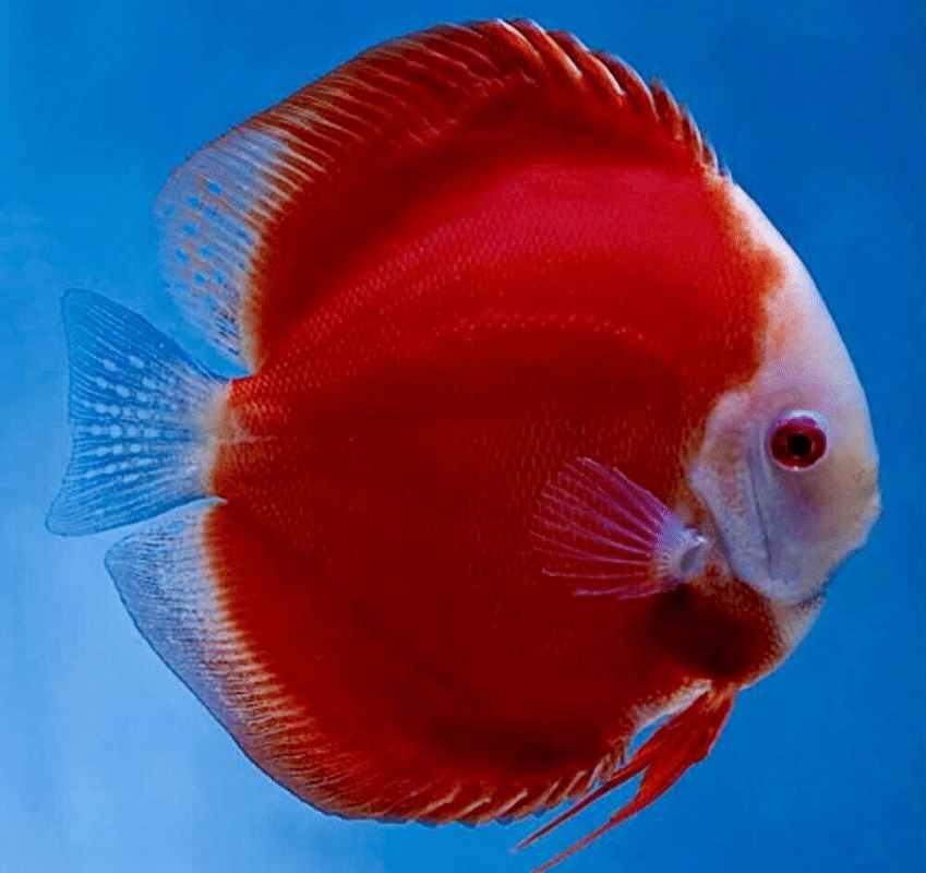 Red Melon Discus (5cm) – Symphysodon Aequifasciatus | Buy Online ...