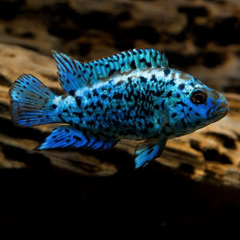 Buy Healthy Live Aquarium Fish & Supplies Online - AquaTropics