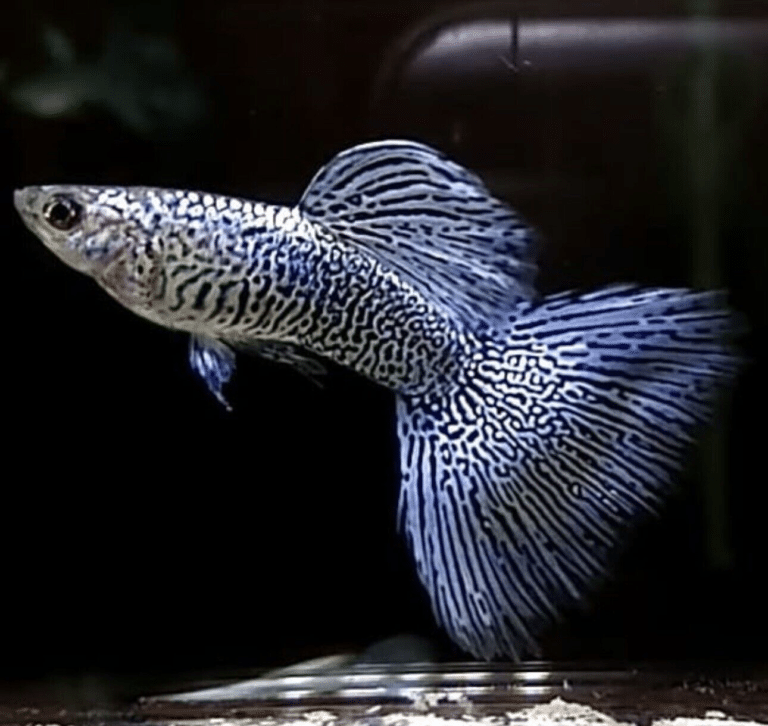 Blue Lace Guppy Pair (1 Male + 1 Female) – Poecilia Reticulata | Buy ...