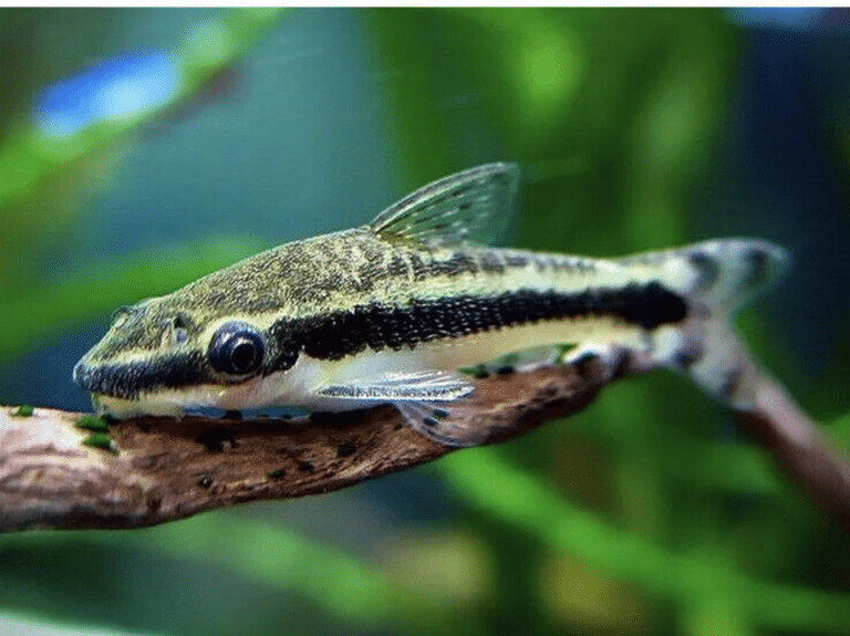 Otocinclus – Dwarf Sucker Catfish – Algae Eater | Buy Online | Aquatropics