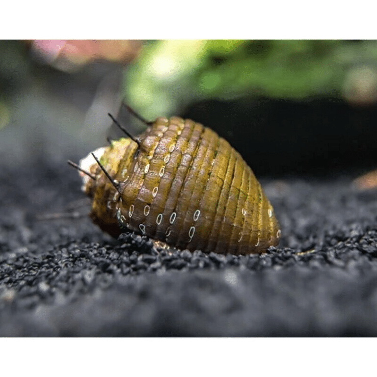 Snail - AquaTropics