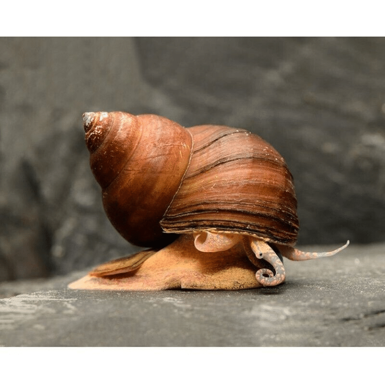 Snail - AquaTropics