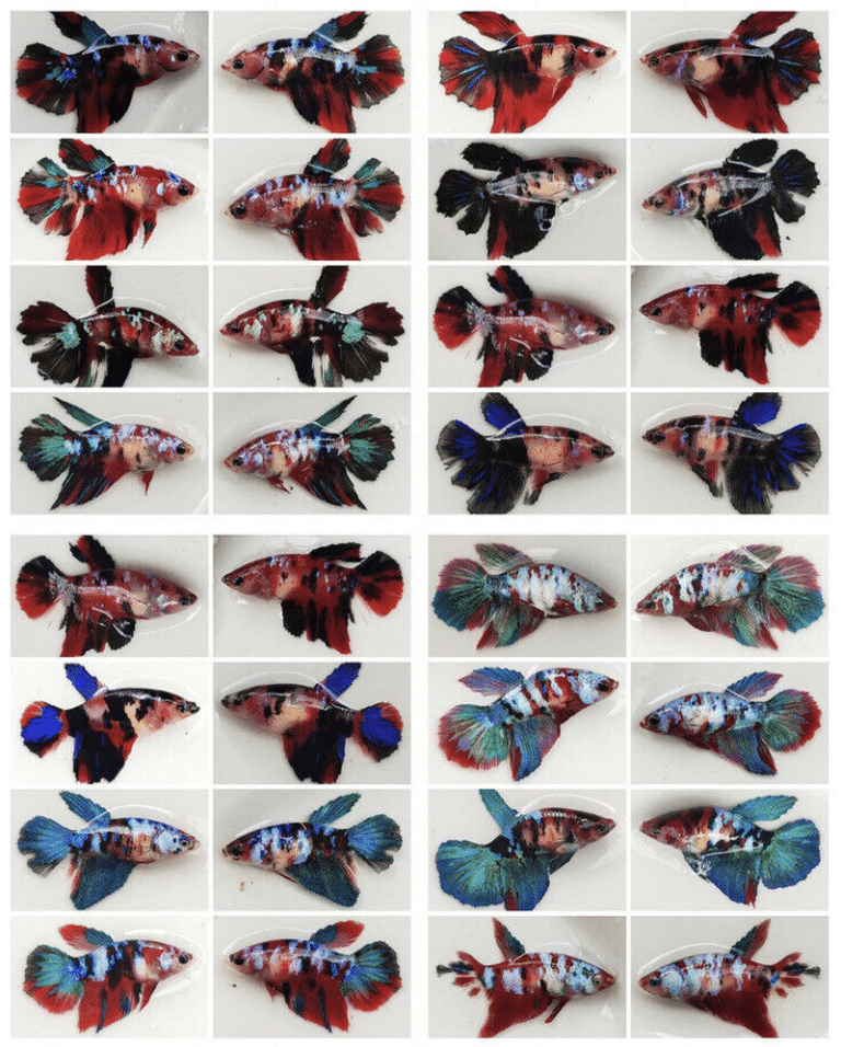 Super Delta Betta Female – Randomly Selected – Betta Splendens | Buy ...