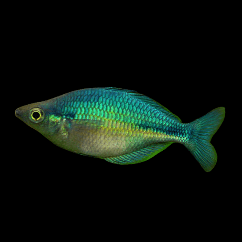 Rainbowfish - AquaTropics
