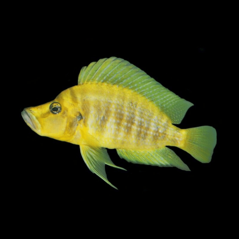 Titcha Mandarin Compressiceps – Altolamprologu | Buy Online | Aquatropics