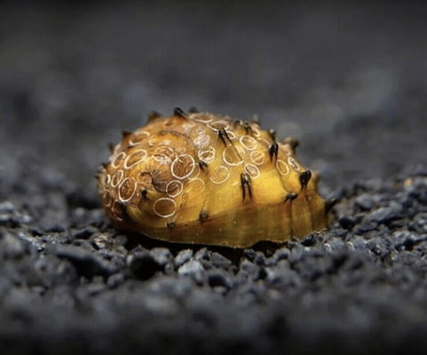 4 X King Koopa Nerite Snail – Neritina Juttingae – Algae Eater | Buy ...