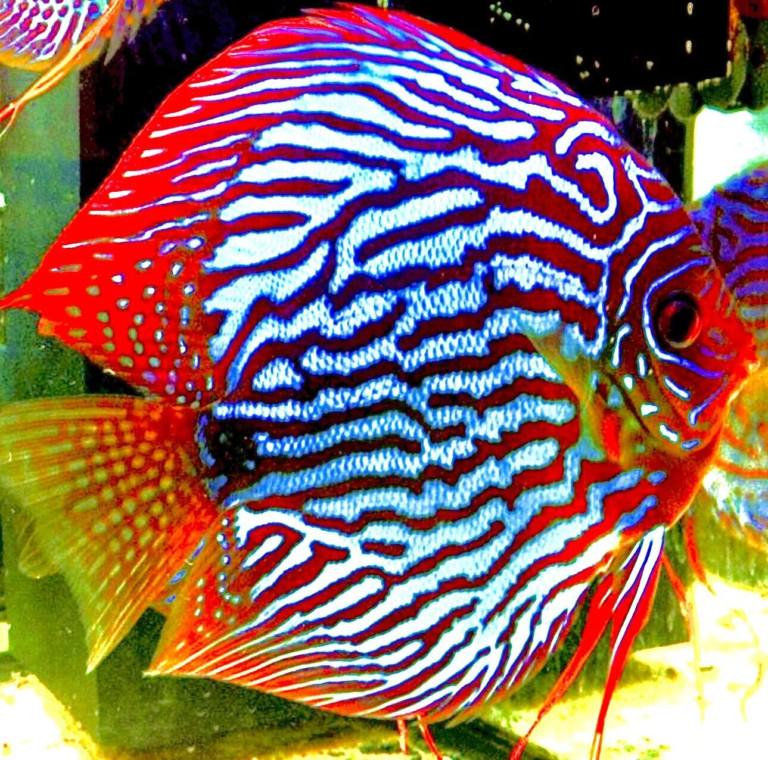 Red Turquoise Discus (5cm) – Symphysodon Aequifasciatus | Buy Online ...