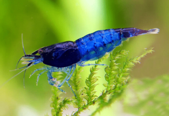 Blue Diamond Shrimp - Neocaridina Davidi - Aquatic Invertebrate ...