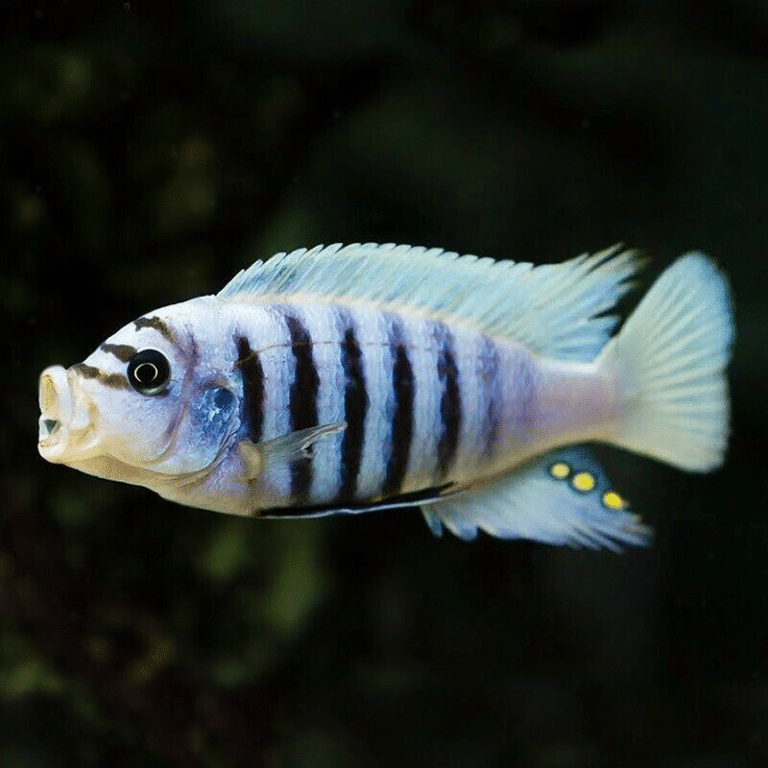 Chilumba Maison Reef Zebra Mbuna Cichlid - Maylandia Zebra - Lake ...