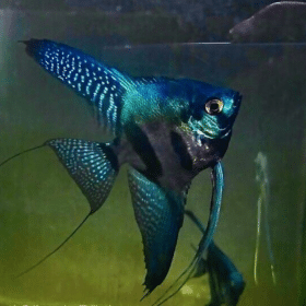 Angel Fish for Sale - AquaTropics