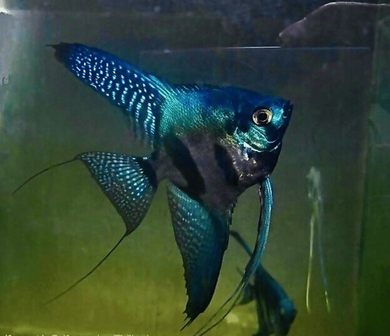 Pinoy Green Ghost Angelfish – Pterophyllum Scalare | Buy Online ...