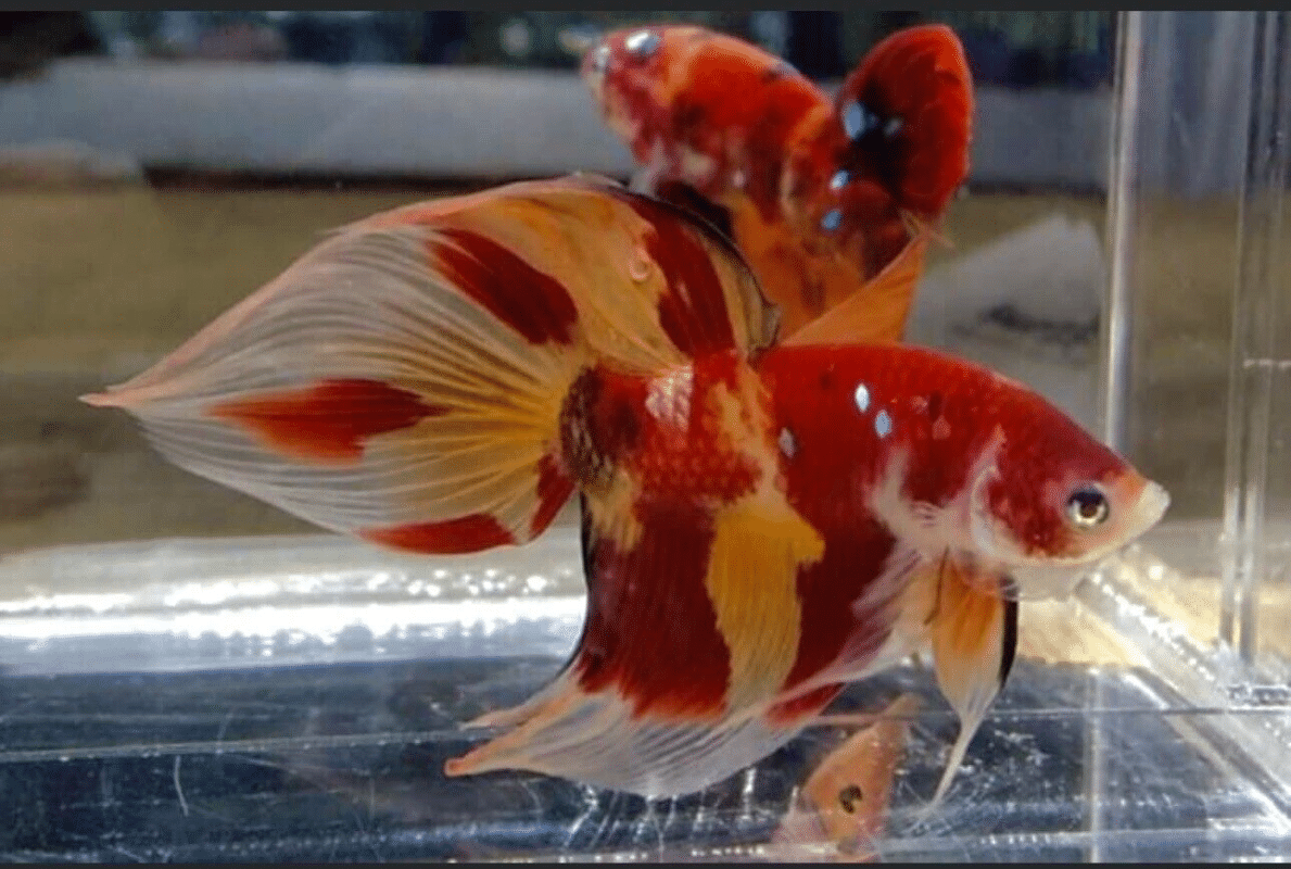 Veiltail Nemo Betta Male Randomly Selected Betta Splendens Labyrinth ...