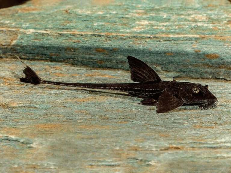 Marbled Whiptail Catfish - Loricaria Simillima - South American Catfish ...