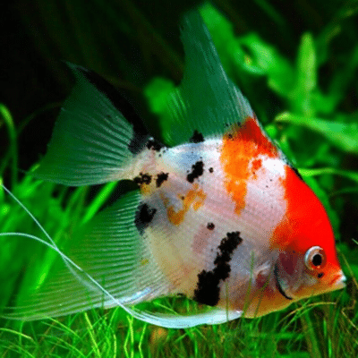 Red Cap Angelfish – Pterophyllum Scalare | Buy Online | Aquatropics
