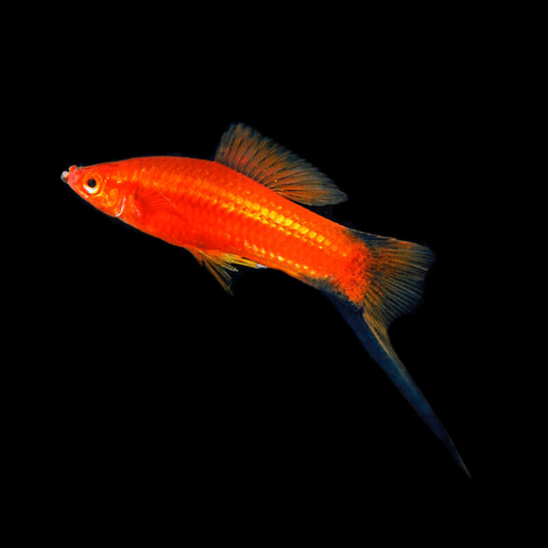 Swordtails - AquaTropics