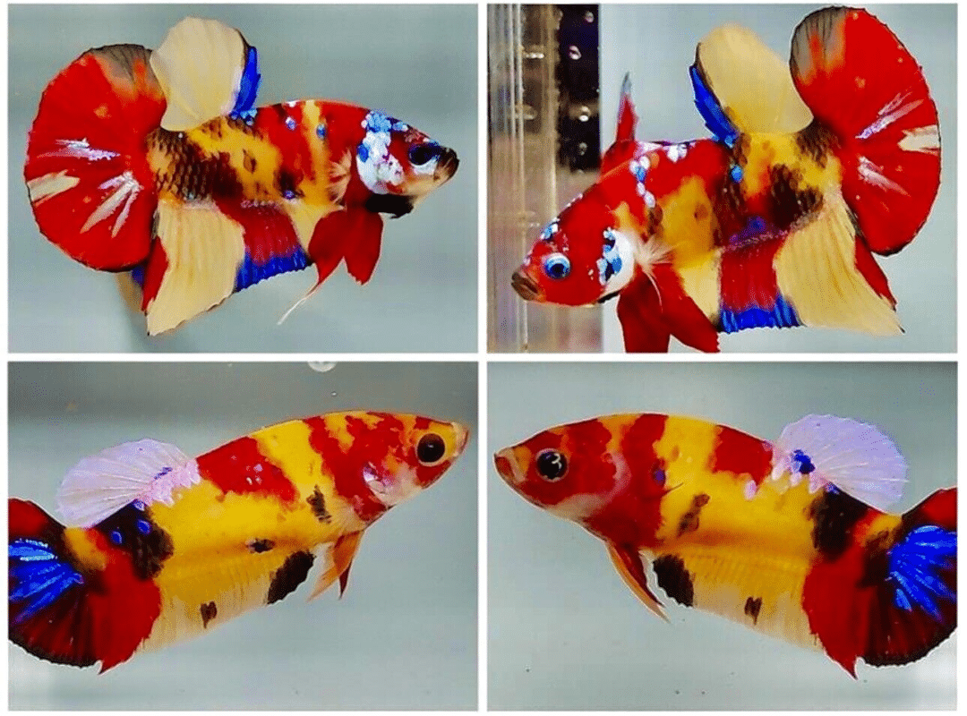 Nemo Plakat Betta Breeding Pair – 1 Male & 1 Female – Betta Splendens ...