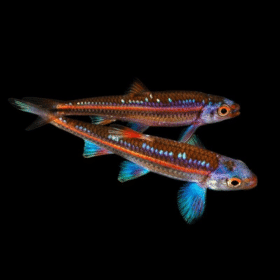 6 X Rainbow Shiners - Notropis Chrosomus - Cyprinid Fish, Stunning ...