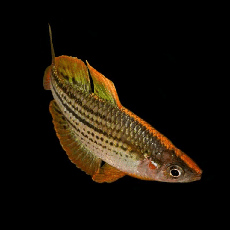 Rainbowfish - AquaTropics