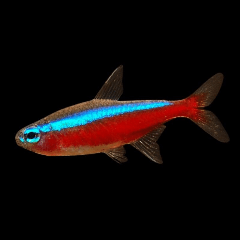 50 X Cardinal Tetras – Paracheirodon Axelrodi – South American Tetras ...