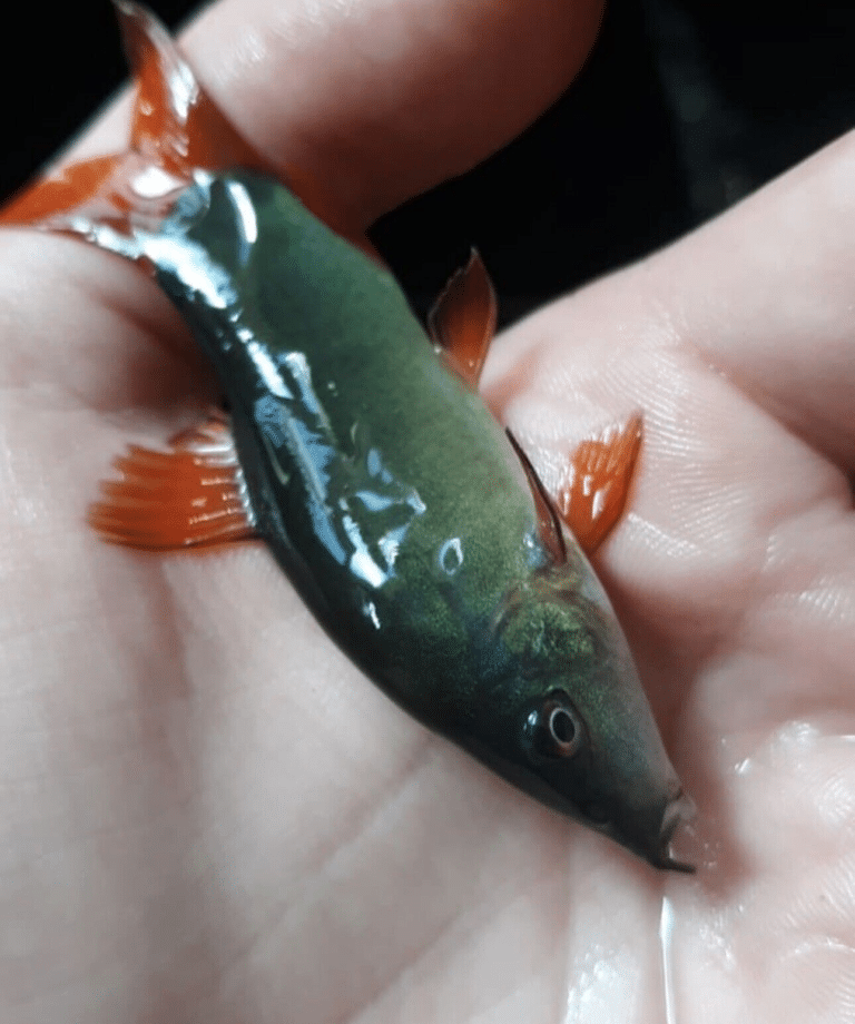 Blue Red Fin Loach – Yasuhikotakia Modesta – Botia | Buy Online ...